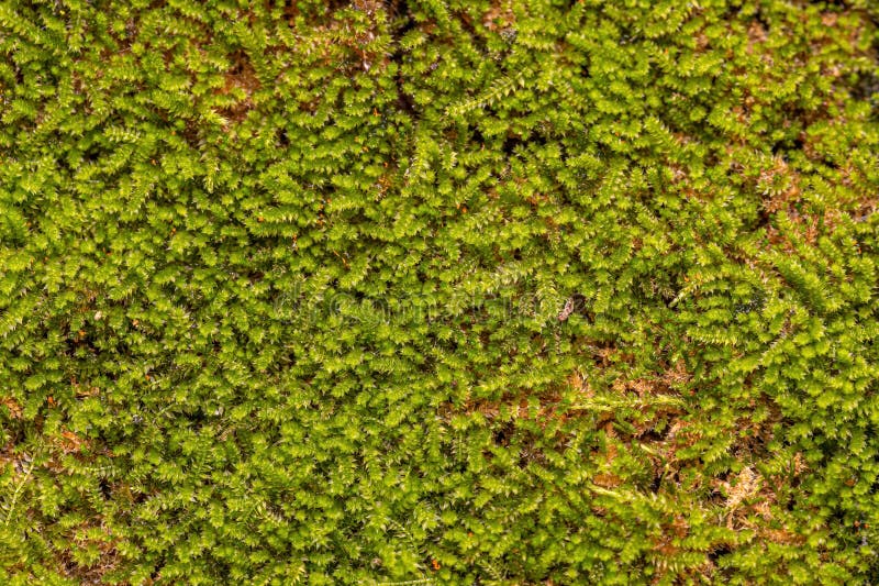 Green True Mosses stock photo. Image of flora, garden - 283678680