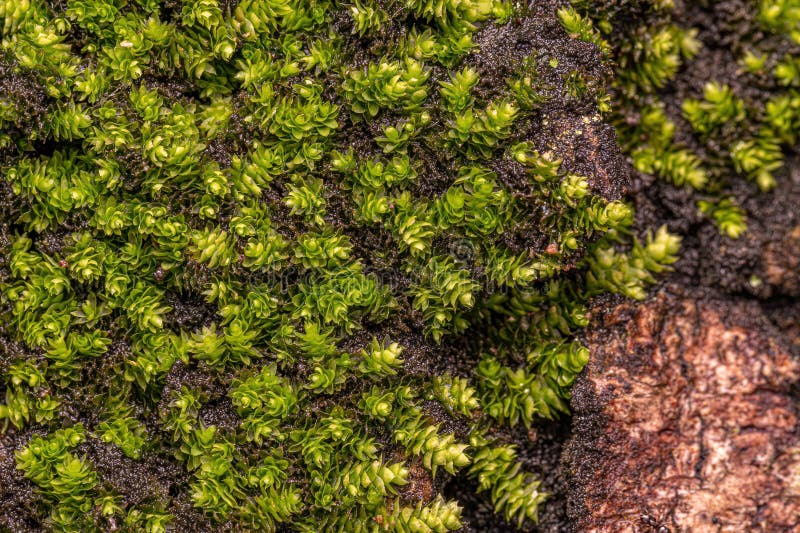 Phylum Bryophyta - Green Forest Moss Isolated on White Background Stock ...