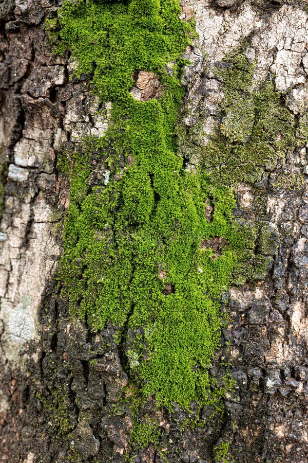 Green True Mosses stock image. Image of bryophyta, rain - 311816723