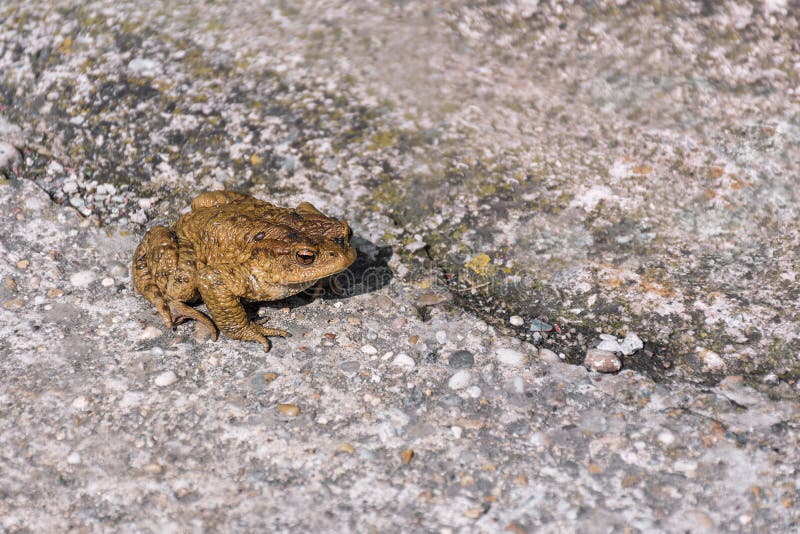 Green True Toad Sitting on the Asphalt Road Stock Image - Image of ...