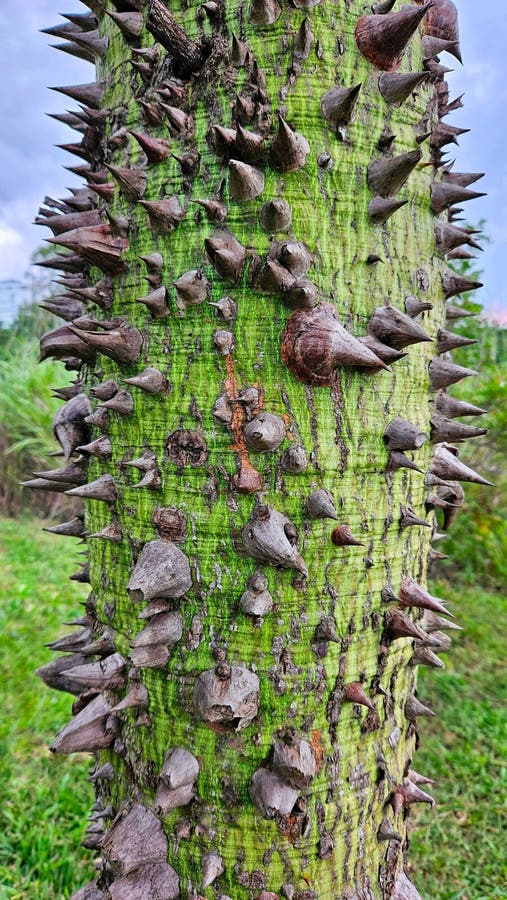 Exotic tree trunk stock photo. Image of environment - 272410092