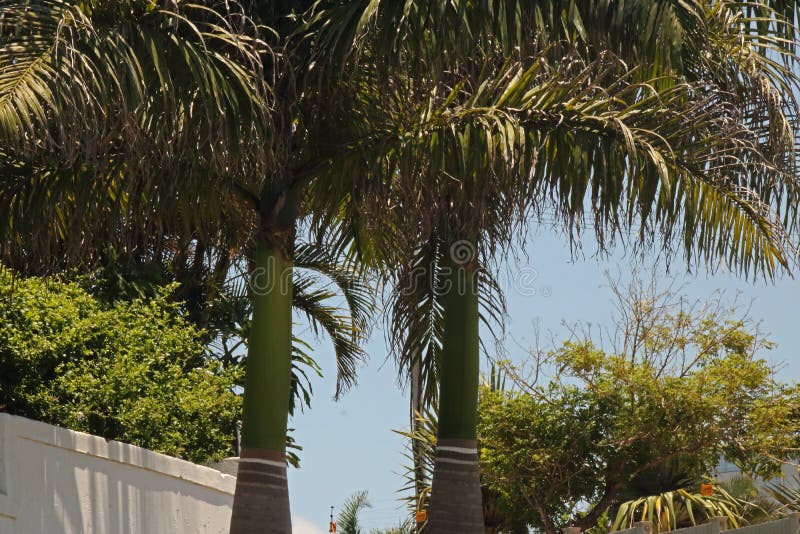 GREEN TRUNKS of FLORIDA ROYAL PALM TREES Stock Photo - Image of south ...