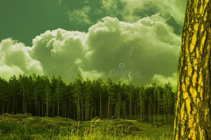 Green Trunks of Pine Trees Against Backdrop of a Forest with a ...