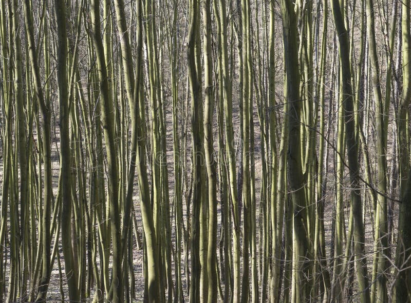 Green Trunks of Young Beech Trees with Lights and Shadows, Natural ...