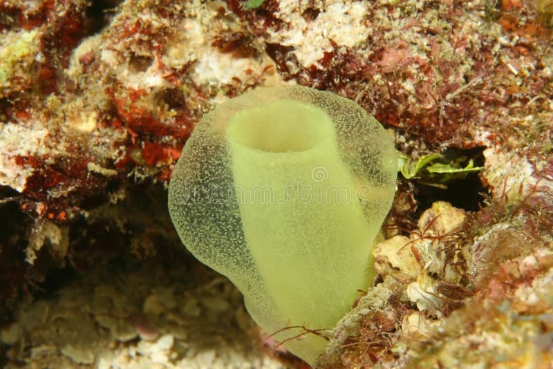 Green Tube Tunicate stock image. Image of atlantic, ascidian - 22677255