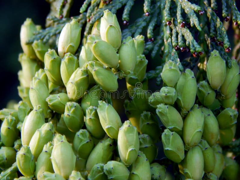Green Tui Trees stock image. Image of branch, decoration - 97182343