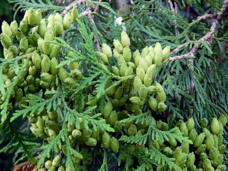 Green Tui Trees stock photo. Image of concept, handicraft - 97182512