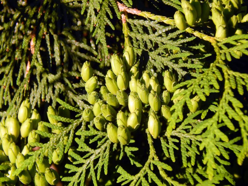 Green Tui Trees stock photo. Image of nature, forest - 97182520