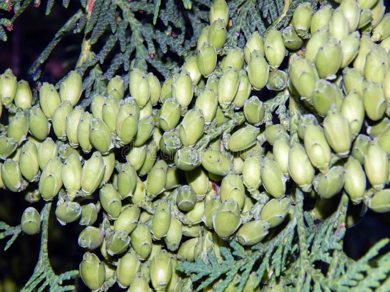 Green Tui Trees stock image. Image of blossom, christmas - 97182537
