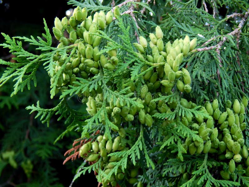 Green Tui Trees stock image. Image of gardening, anniversary - 97182559