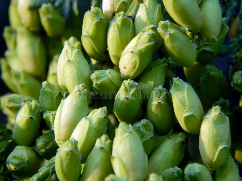 913 Tui Trees Stock Photos - Free & Royalty-Free Stock Photos from ...