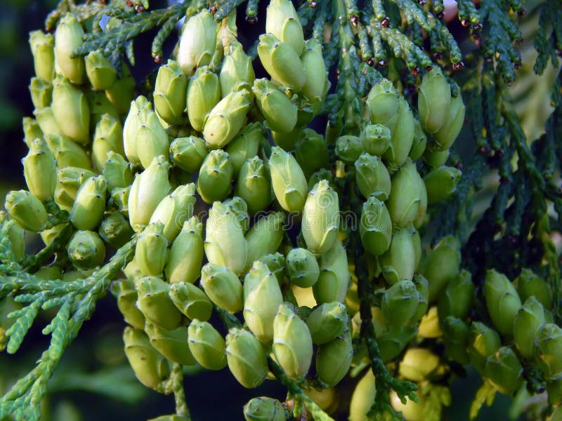 913 Tui Trees Stock Photos - Free & Royalty-Free Stock Photos from ...