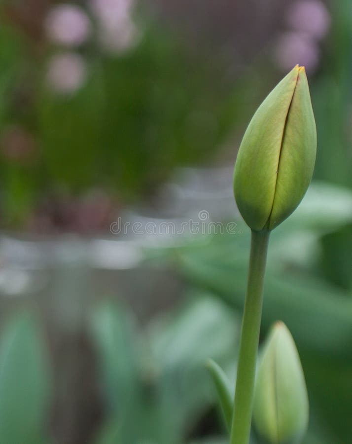 Green Tulip flower stock photo. Image of beautiful, holiday - 90878990