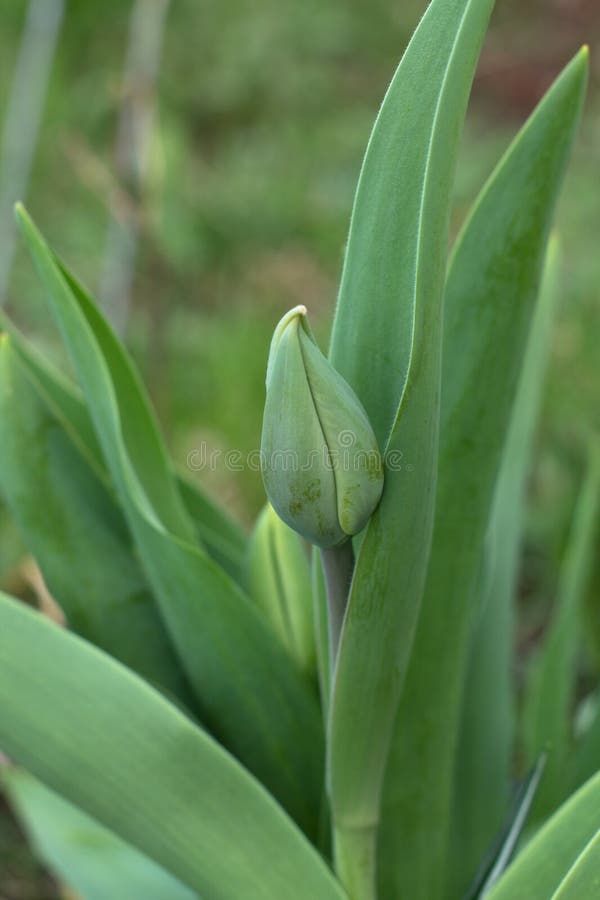 Green Tulip stock photo. Image of bouquet, bloom, natural - 39323524