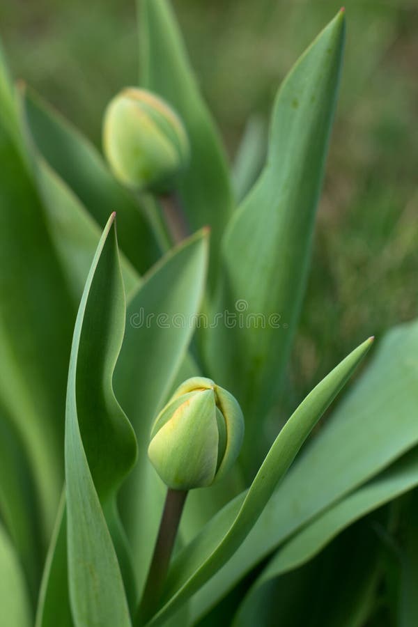 Green Tulip stock image. Image of love, blossom, bouquet - 39323461