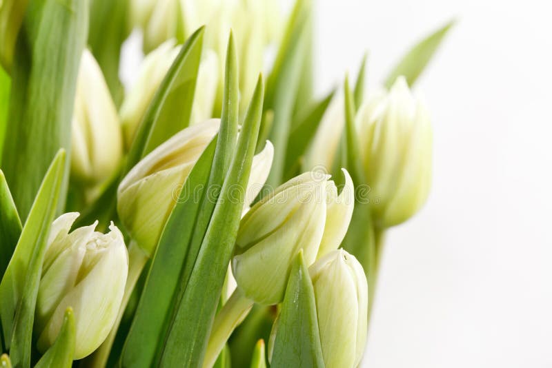 Green tulips stock image. Image of march, bunch, event - 24665925