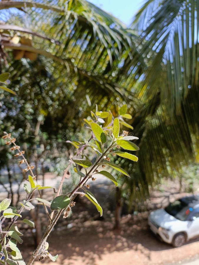 Green Tulsi Leaves Drenched in Morning Sun Rays Stock Image - Image of ...