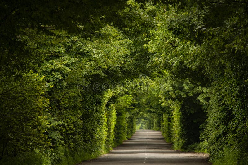 Green Tunnel Arch Made of Tree Branches and a Narrow Road. Stock Photo ...