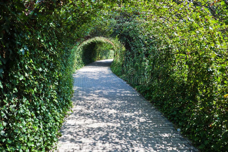 In a green tunnel stock photo. Image of plants, summer - 32596516