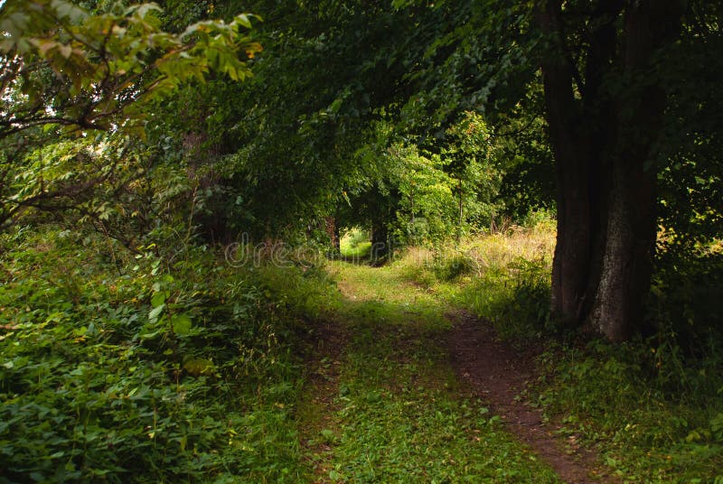 Green Tunnel Made of Trees - Path To the Spring Stock Photo - Image of ...