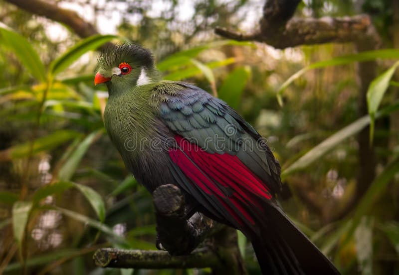 Green Turaco stock photo. Image of exotic, feathers, wings - 35606562