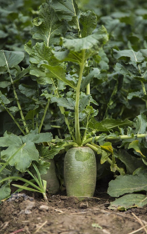 158 Indian Turnips Stock Photos - Free & Royalty-Free Stock Photos from ...