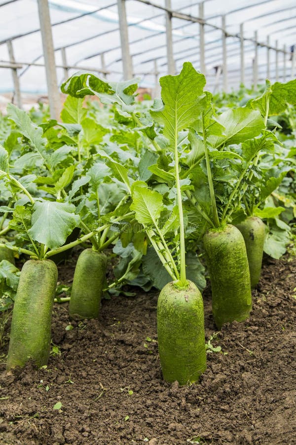 The Green Turnips in the Vegetable Patch Stock Photo - Image of grass ...