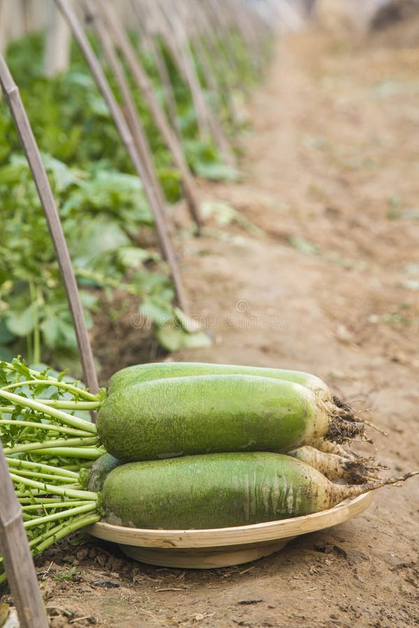 The Green Turnips in the Vegetable Patch Stock Photo - Image of garden ...