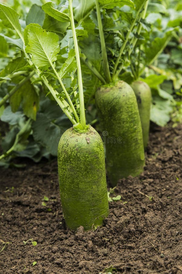 The Green Turnips in the Vegetable Patch Stock Photo - Image of soup ...