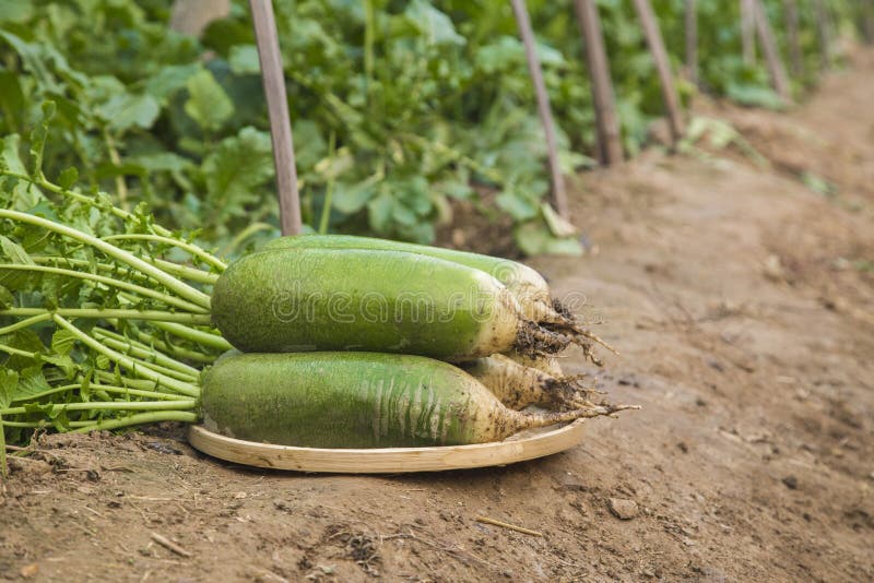 The Green Turnips in the Vegetable Patch Stock Photo - Image of colored ...