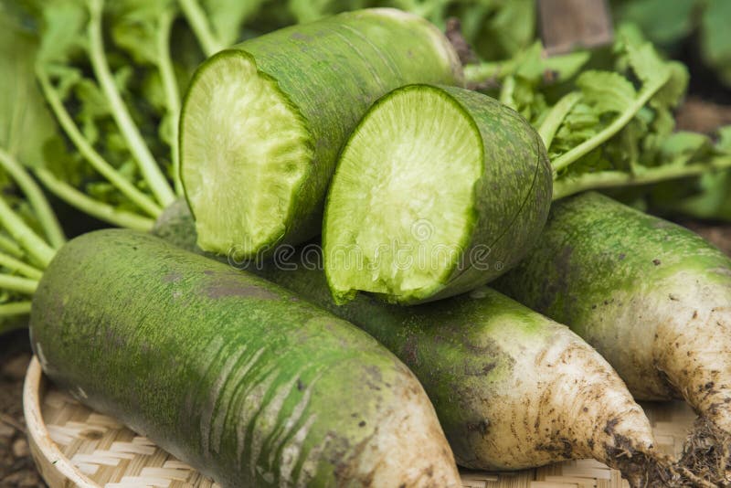 The Green Turnips in the Vegetable Patch Stock Photo - Image of tree ...