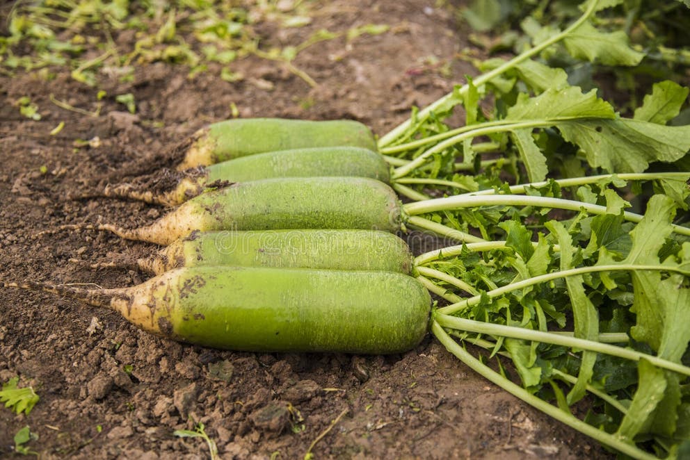 The Green Turnips in the Vegetable Patch Stock Image - Image of leaf ...