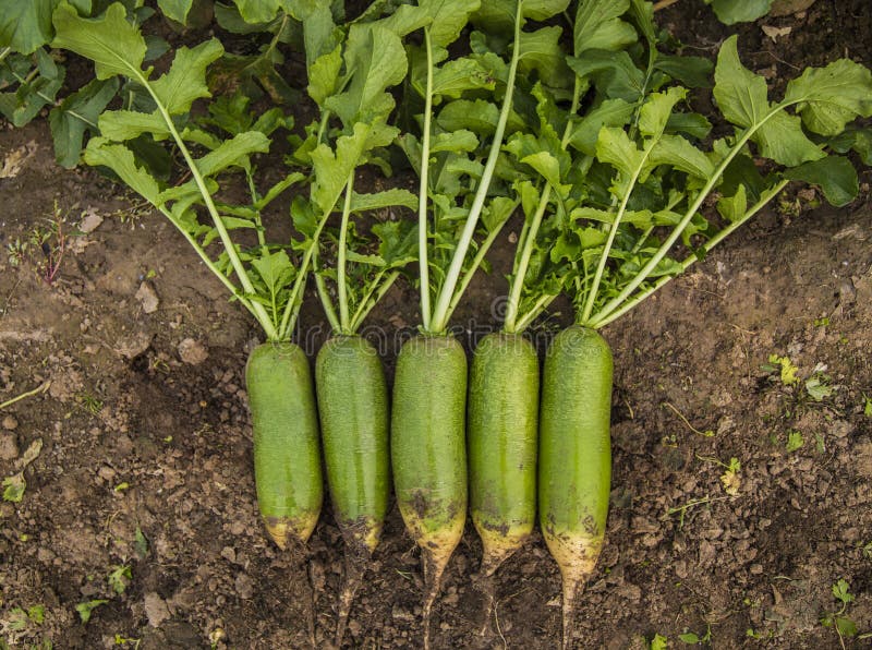 159 Indian Turnips Stock Photos - Free & Royalty-Free Stock Photos from ...