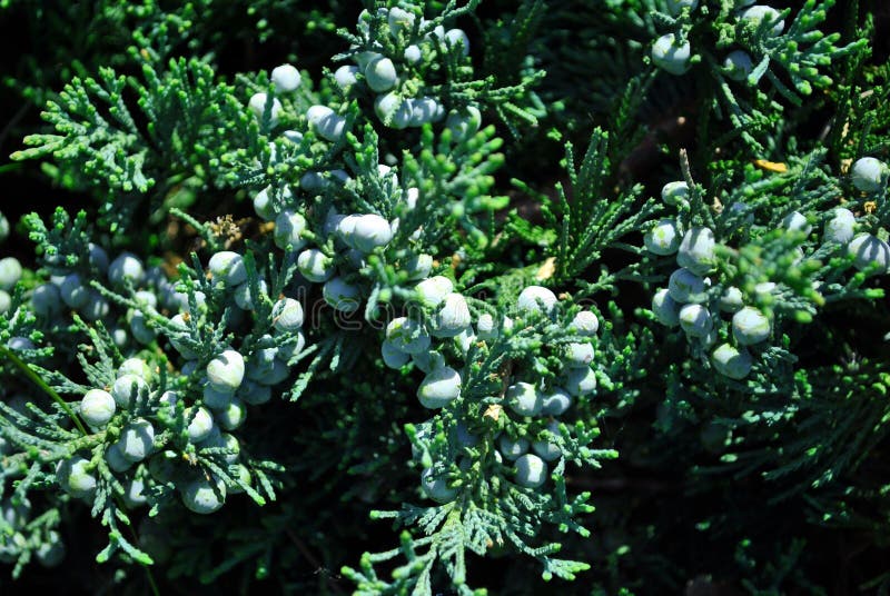 Green Turquoise Juniper Twigs with Small Cones, Top View, Soft ...
