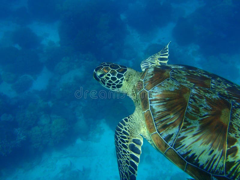 Green turtle stock image. Image of camouflage, life, reflection - 11009439