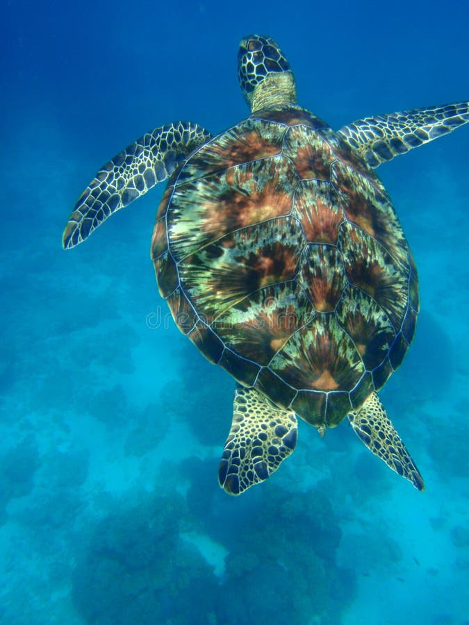 Green turtle stock image. Image of camouflage, life, reflection - 11009439