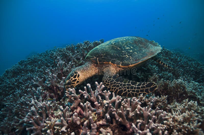 Grumpy Green Turtle stock image. Image of blue, endangered - 49234889