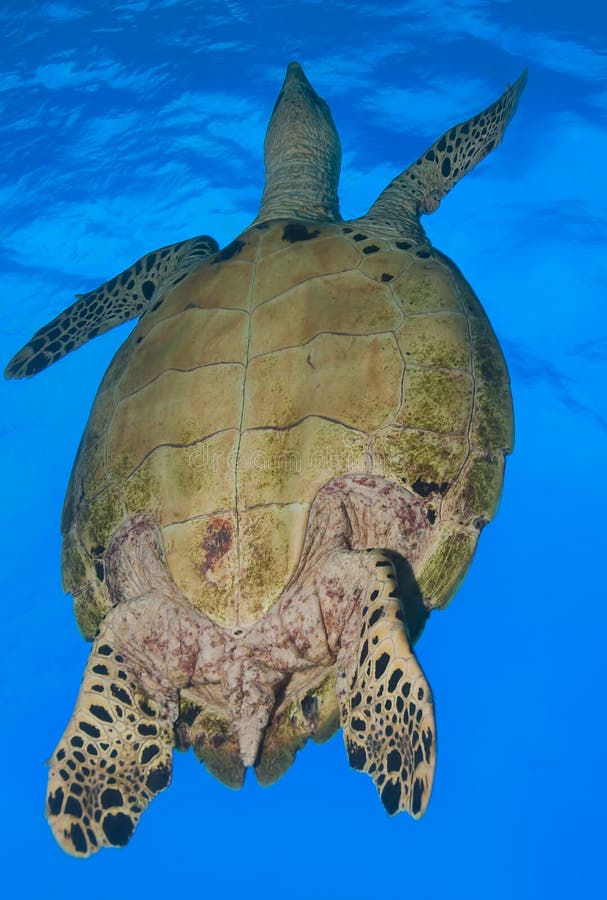 Sea turtle back stock photo. Image of pattern, water, back - 9826556