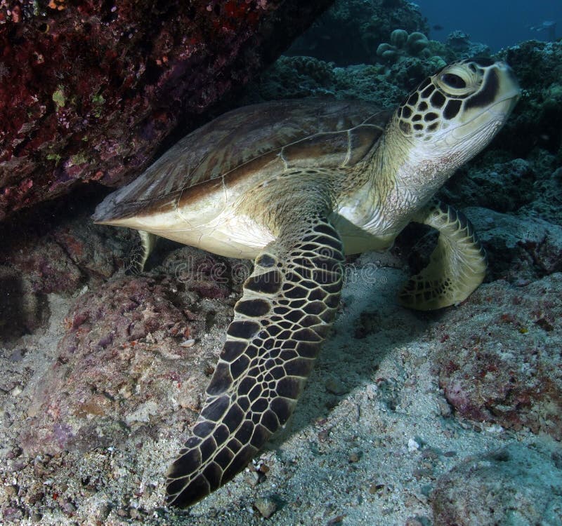 Green Turtle stock image. Image of sealife, life, water - 3803147