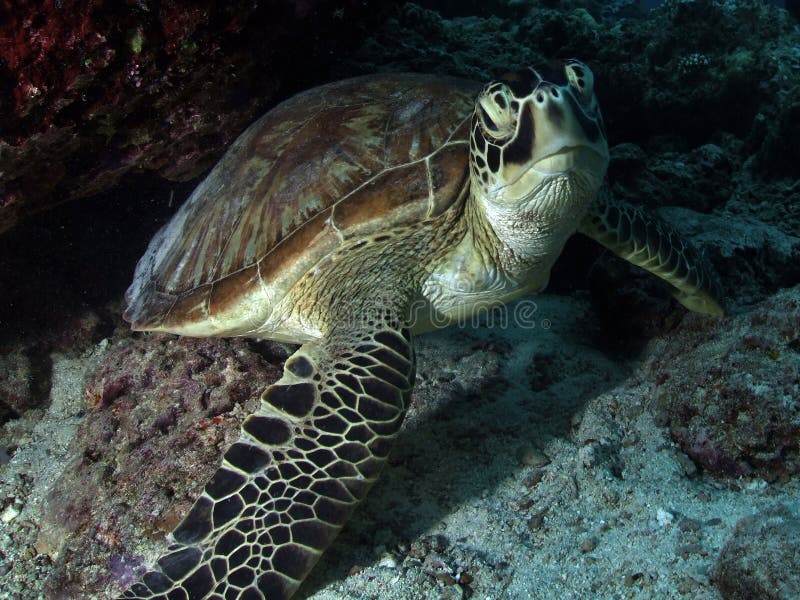 Green Turtle stock image. Image of sealife, reef, underwater - 2818959