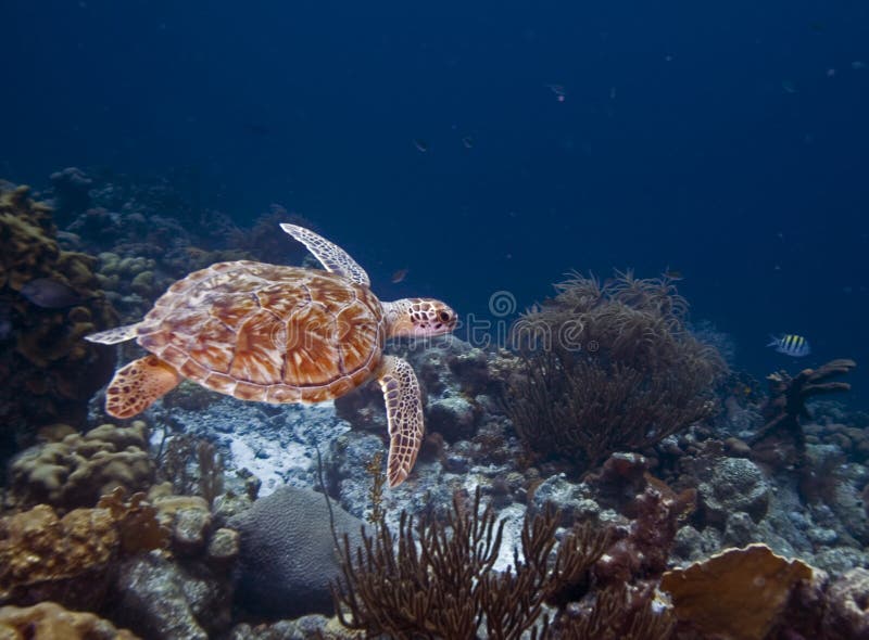 Green Turtle Picture. Image: 5682890