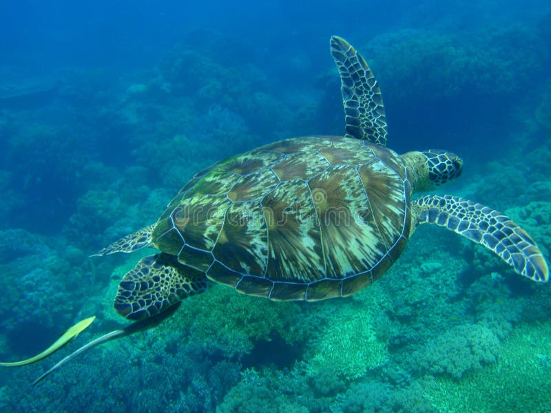 Green turtle stock image. Image of camouflage, life, reflection - 11009439