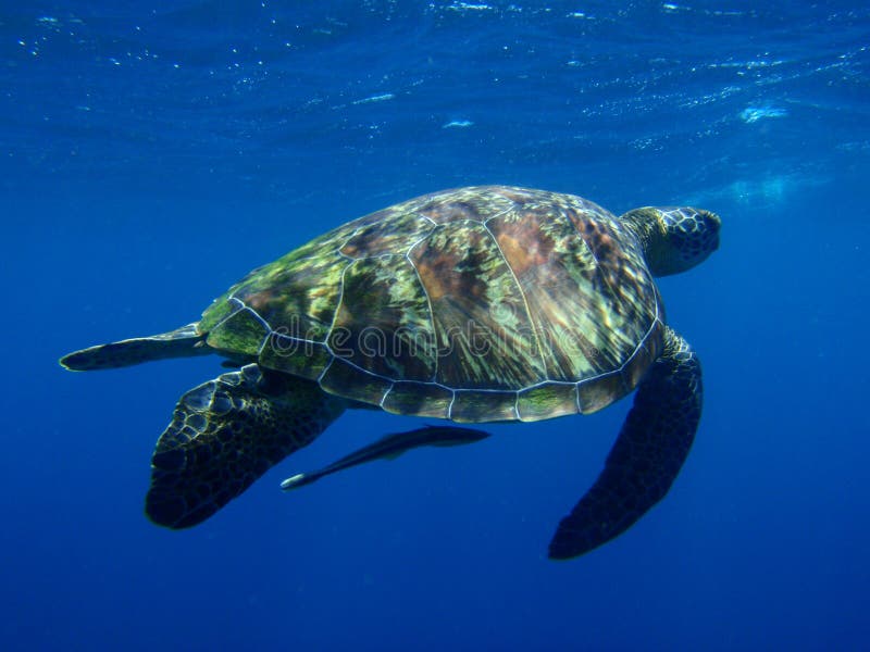 Green turtle stock image. Image of camouflage, life, reflection - 11009439
