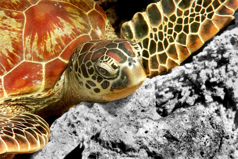 1,263 Green Sea Turtle Eye Stock Photos - Free & Royalty-Free Stock ...