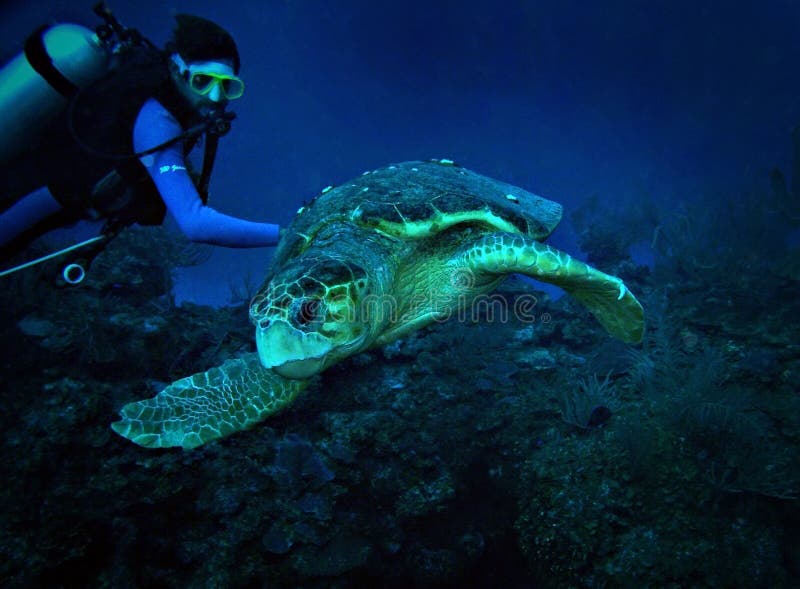 Green Turtle, Belize stock image. Image of caye, turtle - 163544729