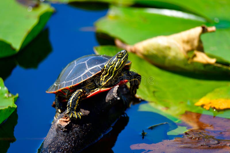 Turtle Basking on Green Pond Vegetation. Stock Photo - Image of basking ...