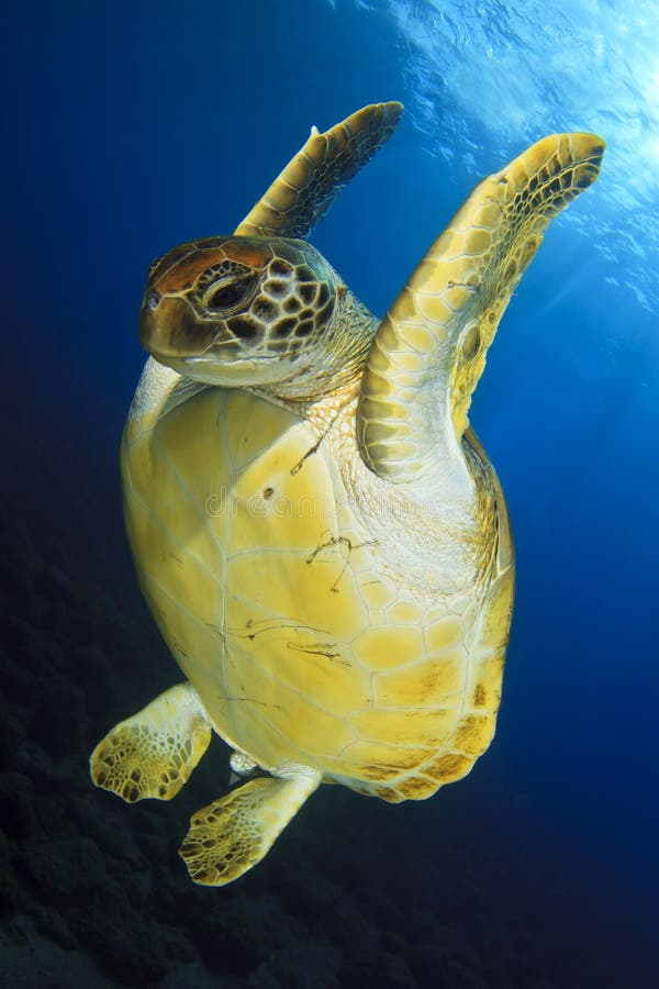 Green Turtle stock photo. Image of school, nature, diving - 62406470