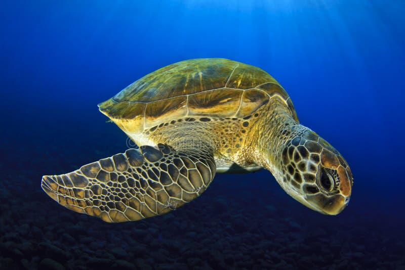 Green Turtle stock image. Image of school, life, dusk - 62406495