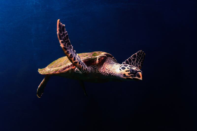 Green turtle in the blue. stock photo. Image of caribbean - 80235638