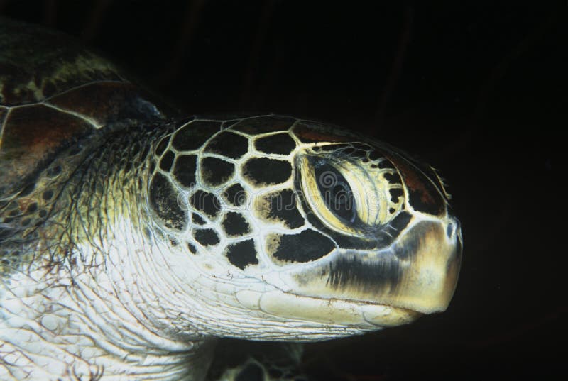 Green Turtle Close-up of Head Stock Photo - Image of soloman, turtle ...